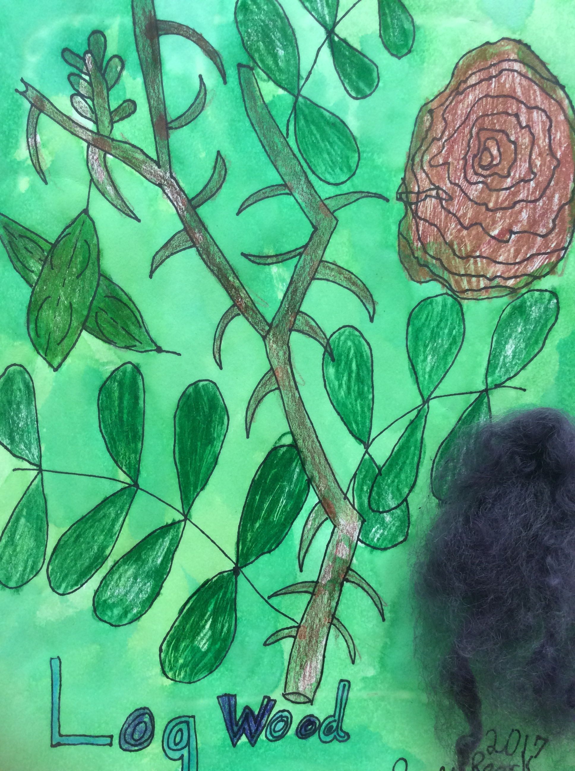 3rd Gr – Logwood, a natural dye plant – the ArtRoom Welcomes You